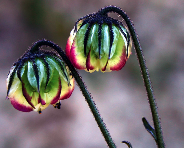 WEIRD PLANTS: These Alien-Like Curiosities Look Like Works of Art ...